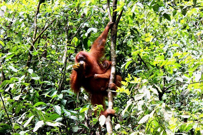 Jungle trekking Bukitlawang - Final Advice