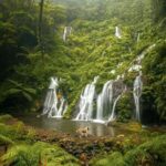 Jungle Trekking Day Tour - A Detailed Look at the Jungle Trekking Experience