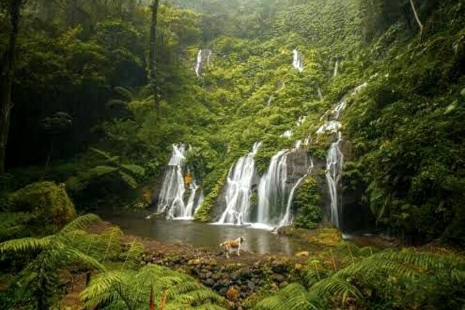 Jungle Trekking Day Tour - A Detailed Look at the Jungle Trekking Experience