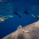 Jupiter, FL: Guided Shark Snorkel Trip - How the Experience Feels