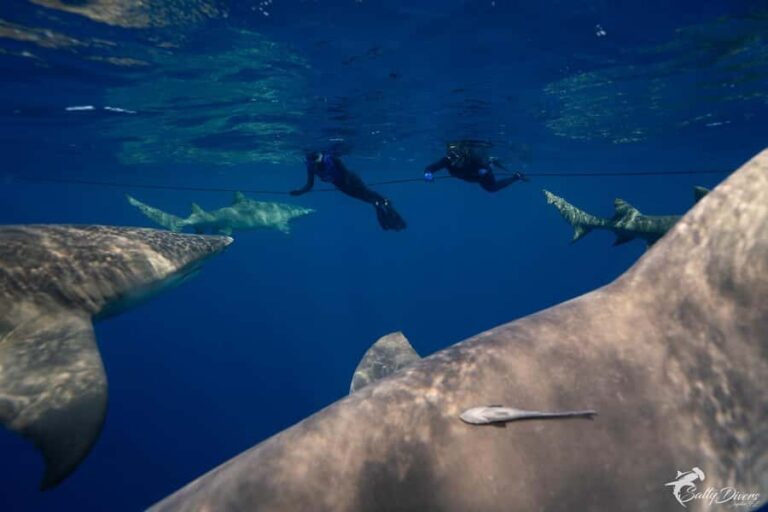 Jupiter, FL: Guided Shark Snorkel Trip - How the Experience Feels