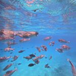 kaafu tour with lunch - What to Expect on the Tour