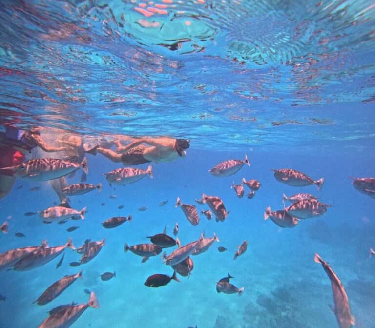 kaafu tour with lunch - What to Expect on the Tour