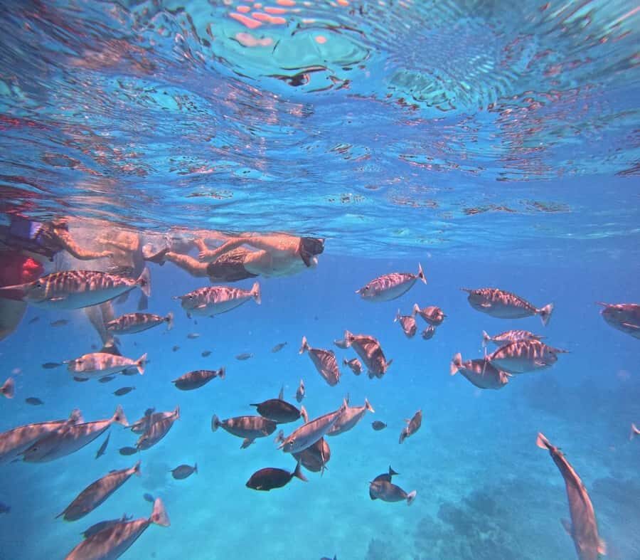 kaafu tour with lunch - What to Expect on the Tour