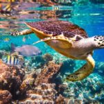 Kahung Beach ( Coral Island ) by Speedboat - The Experience for Different Travelers