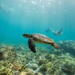 Kailua Kona: Kealakekua Bay Snorkeling Tour with Lunch - Practical Details and Tips