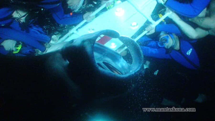 Kailua-Kona: Manta Ray Night Snorkel SMALL GROUP - What Makes This Tour Stand Out?