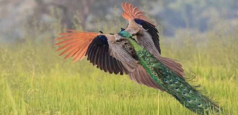 Kalametiya: Bird Watching Tour with Seafood Lunch from galle - Lagoon Safari through Mangroves