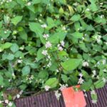 Kanagawa: Koajiro no Mori Forest Trek with Guide - Who Should Consider This Tour?