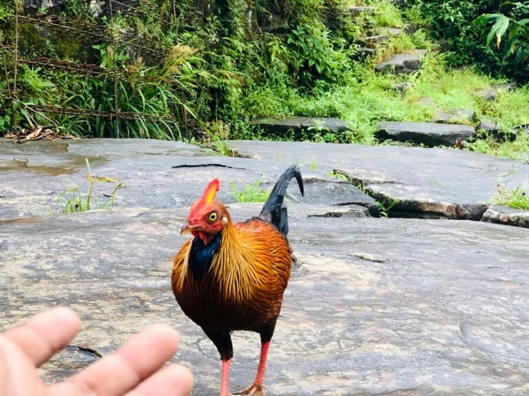 Kandy: Adam's Peak Guided Hike with Snacks and Pickup - Detailed Breakdown of the Itinerary