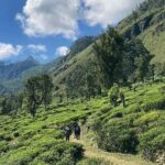 Kandy: Hidden Highlands Nature Walk - Walking Through Tea Fields and Pine Forests