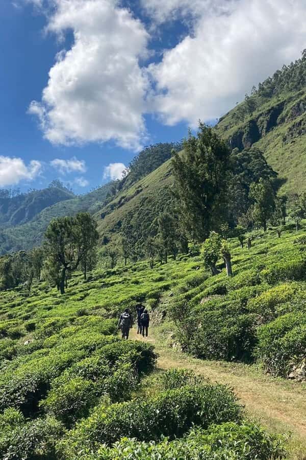 Kandy: Hidden Highlands Nature Walk - Walking Through Tea Fields and Pine Forests