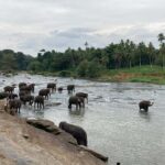 Kandy Highlights & Pinnawala Elephant Experience by Tuk-Tuk - The Itinerary in Detail