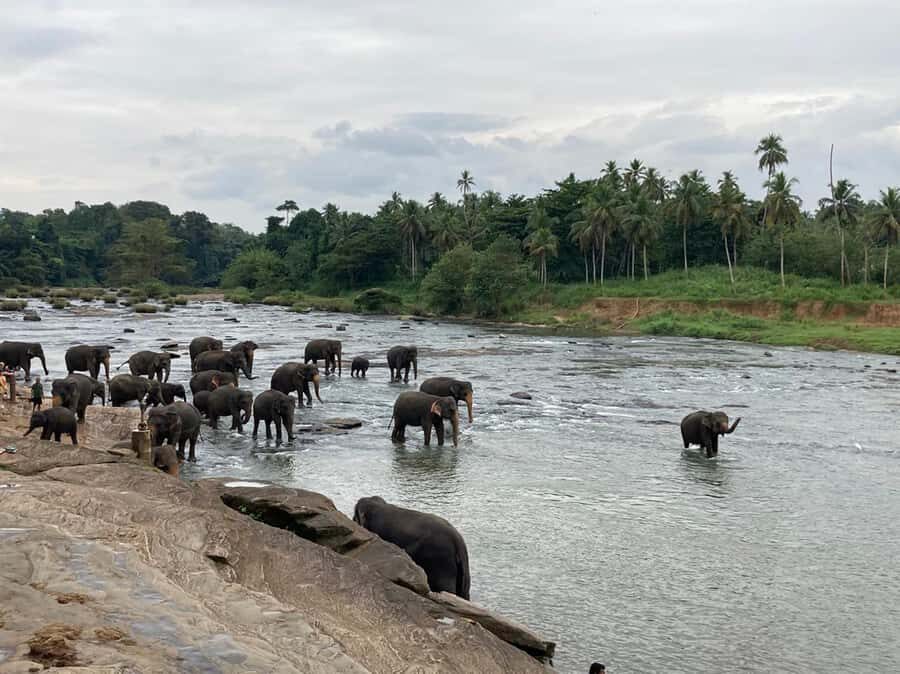 Kandy Highlights & Pinnawala Elephant Experience by Tuk-Tuk - The Itinerary in Detail