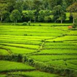 Kandy: Pinnawala, Ambuluwawa, and Village Tour - Ambuluwawa Tower: A Viewpoint Like No Other