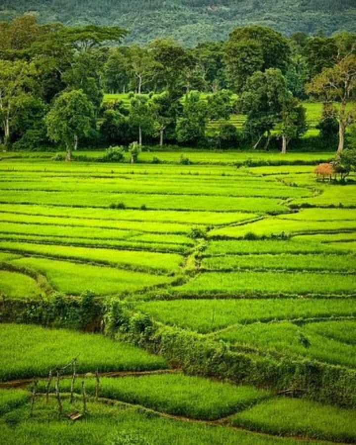Kandy: Pinnawala, Ambuluwawa, and Village Tour - Ambuluwawa Tower: A Viewpoint Like No Other