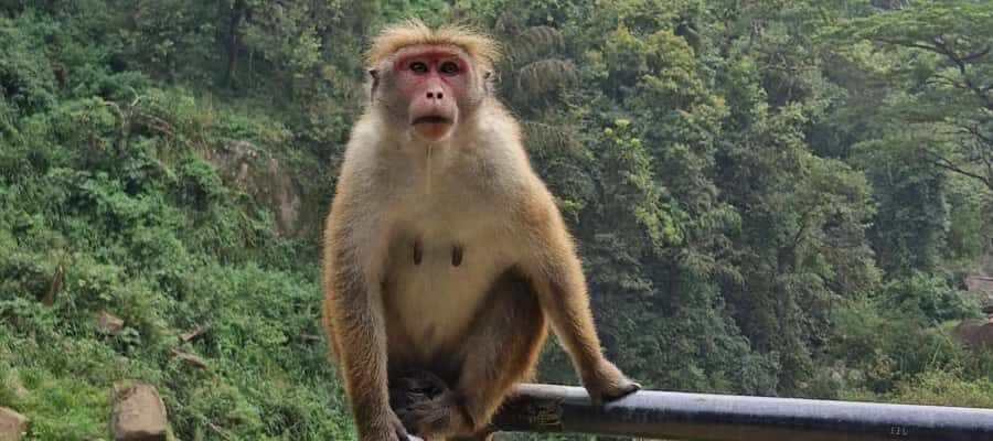 Kandy: Scenic Bus Journey - Waterfall Discovery - Detailed Breakdown of the Itinerary