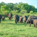 Kandy: Sigiriya Dambulla and Wildlife Watching Guided Tour - Practical Aspects of the Tour