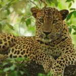 Kandy to Wilpattu Day Tour - Visiting Famous Places - Starting from Kandy: The Early Morning Departure