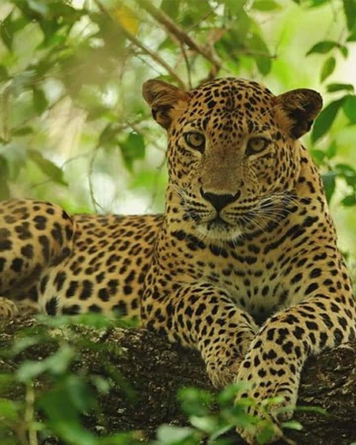 Kandy to Wilpattu Day Tour - Visiting Famous Places - Starting from Kandy: The Early Morning Departure