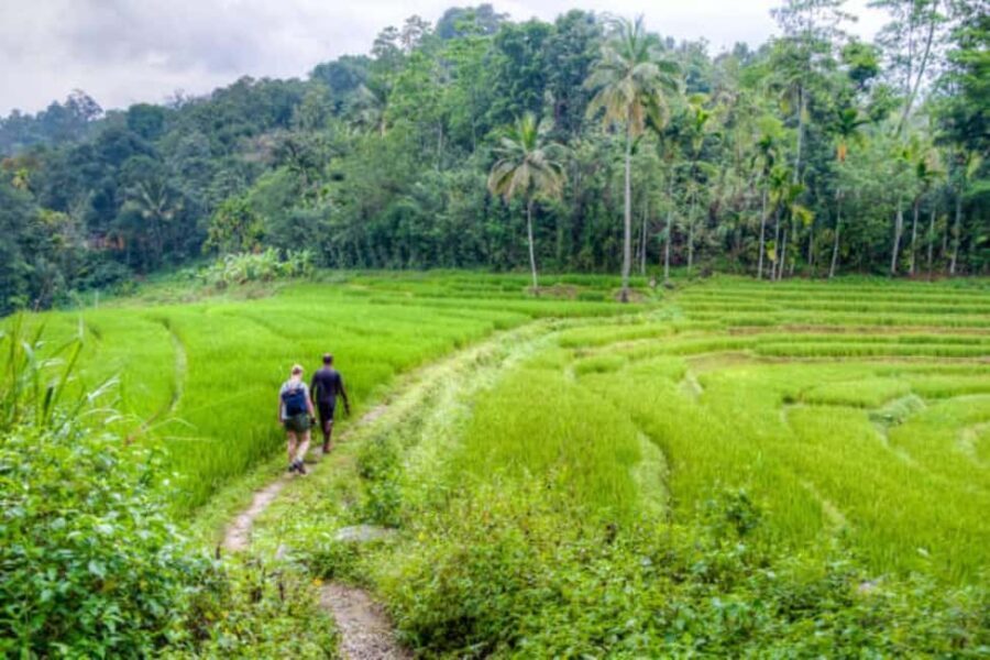 Kandy: Traditional Village Tour with Authentic Experience - Practical Details and Value