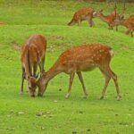 Kansai Day Trip Nara Deer, Torii Gates and Arashiyama - Arashiyama: Scenic Beauty and Cultural Charm
