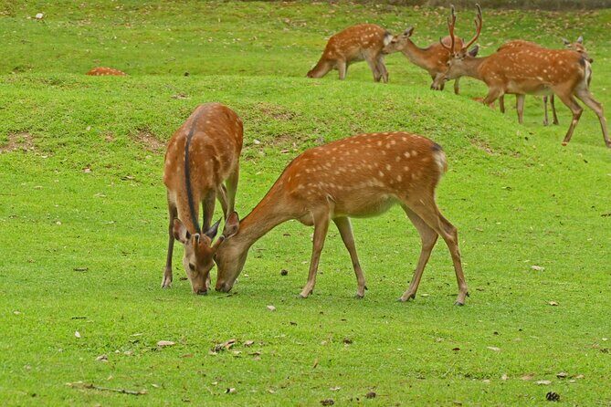 Kansai Day Trip Nara Deer, Torii Gates and Arashiyama - Arashiyama: Scenic Beauty and Cultural Charm