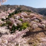 Kansai Hidden Cherry Blossom Tour: Seasonal One-Day Escape - What Travelers Are Saying