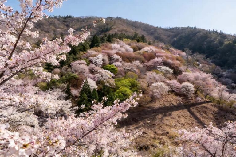 Kansai Hidden Cherry Blossom Tour: Seasonal One-Day Escape - What Travelers Are Saying