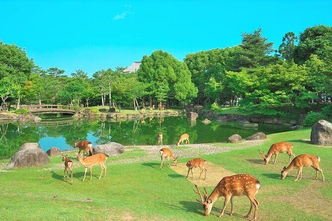 Kansai Shared Day Tour in Fushimi Inari Shrine and Kiyomizudera - Transportation and Logistics