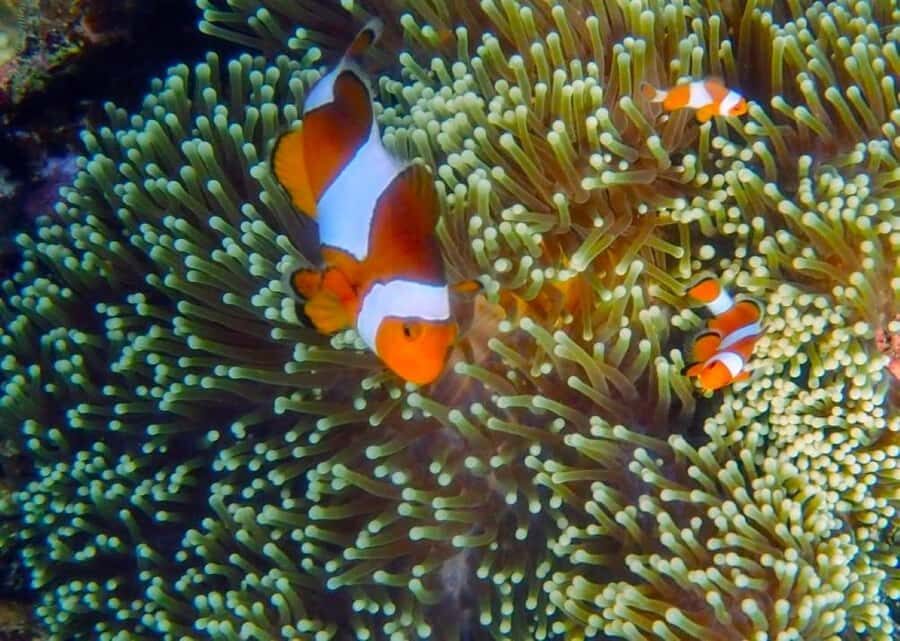 Karimunjawa Kayaking and Snorkeling - Exploring the Itinerary in Detail