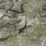 Kathmandu: Himalayan Viewpoint & Trout Fishing Tour - Exploring the Himalayan Viewpoint & Trout Fishing Tour