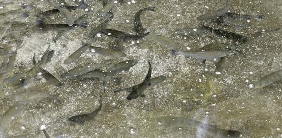 Kathmandu: Himalayan Viewpoint & Trout Fishing Tour - Exploring the Himalayan Viewpoint & Trout Fishing Tour