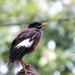 Kathmandu: Phulchowki Birdwatching Tour with Expert Guide - What Makes This Tour Special