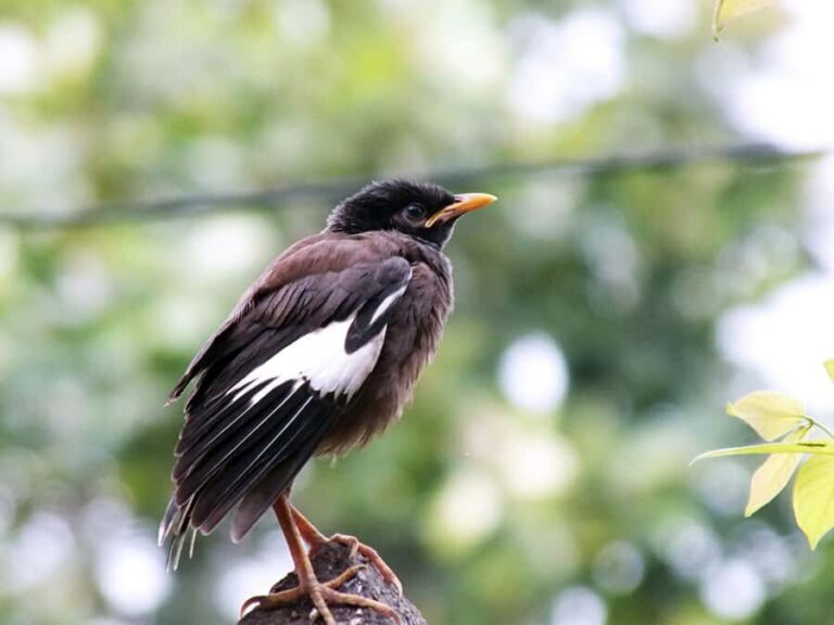 Kathmandu: Phulchowki Birdwatching Tour with Expert Guide - What Makes This Tour Special