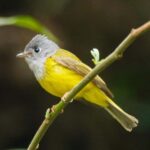 Kathmandu Valley: Bird Watching Tour with Guide - Why This Tour Works