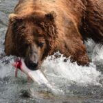 Katmai Alaska: Brooks Falls Bear Viewing by Floatplane - Who Will Love This Tour?