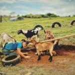 Kauai: Play with Baby Farm Animals & MicroDairy Immersion - Who Will Love This Tour?