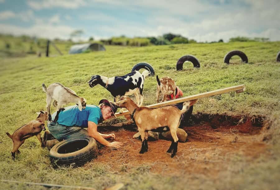 Kauai: Play with Baby Farm Animals & MicroDairy Immersion - Who Will Love This Tour?