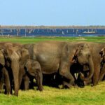Kaudulla National Park Safari [Morning /Evening] - Practical Tips for Your Safari