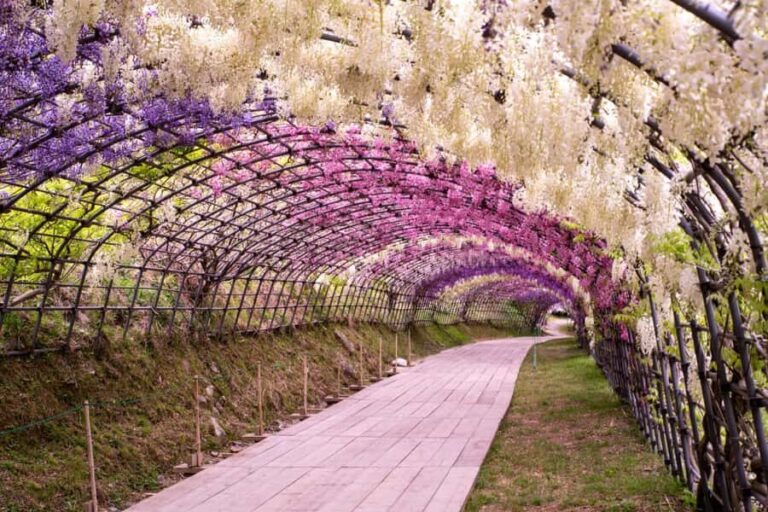 Kawachi Wisteria Garden, Kokura Castle & Outlets Day Tour - Value and Practicalities