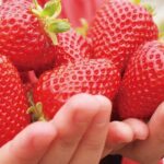 Kawagoe Strawberry Picking and Sweets Walking Tour from Tokyo - Who Will Love This Tour?