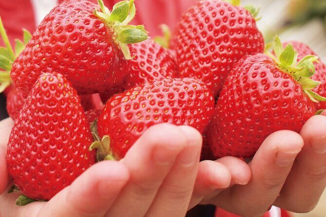 Kawagoe Strawberry Picking and Sweets Walking Tour from Tokyo - Who Will Love This Tour?