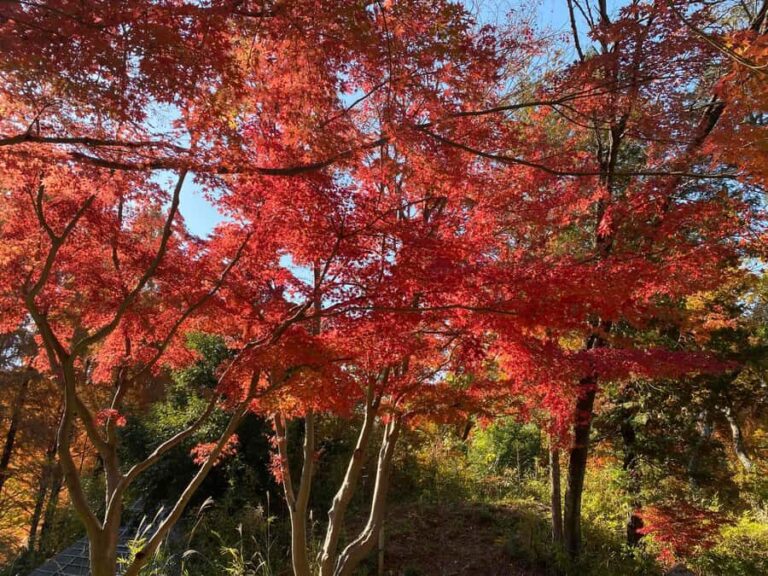 Kawasaki: Tama River Cycling & Japanese Folk House Tour - A Well-Structured Itinerary