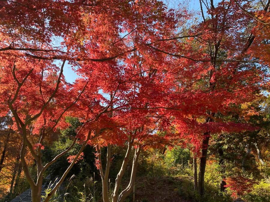 Kawasaki: Tama River Cycling & Japanese Folk House Tour - A Well-Structured Itinerary