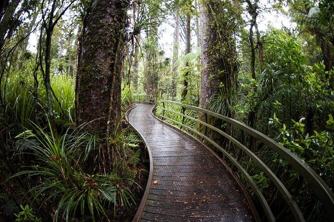 Kawiti Glow Worm Cave Tour & Opua Forest Walk - Who Will Love This Tour?