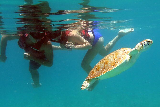 Kayak and Sea Turtle Snorkel with Beach Break - Itinerary Breakdown: What to Expect
