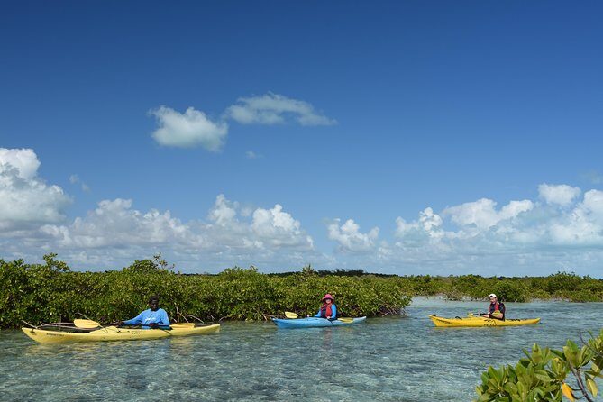 Kayak Eco Tour - A Closer Look at the Kayak Eco Tour: What It Includes and What You Can Expect