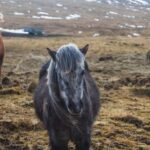 Kazakhstan: Private Almaty Day Tour & Horse Ride + Pick Up - The Horseback Adventure — A Trail Through Time and Terrain