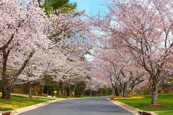 Kenwood Cherry Blossoms: Washington DC Half-Day Escape - Relaxed Return and Additional Recommendations